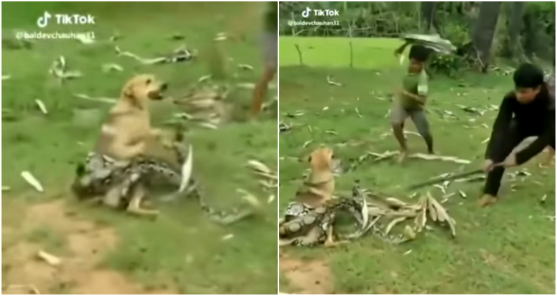 Brave Boys Fight to Save Their Dog From Being Taken By a Massive Snake ...