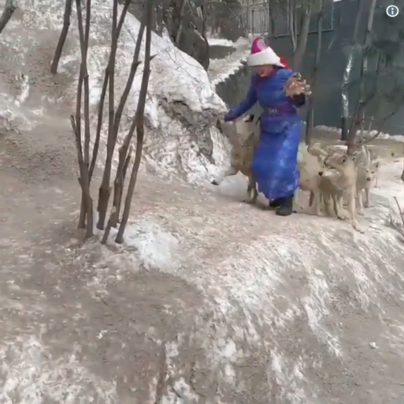 Meet China’s ‘Queen of Wolves’ Who Raised a Pack of 36 Wolves