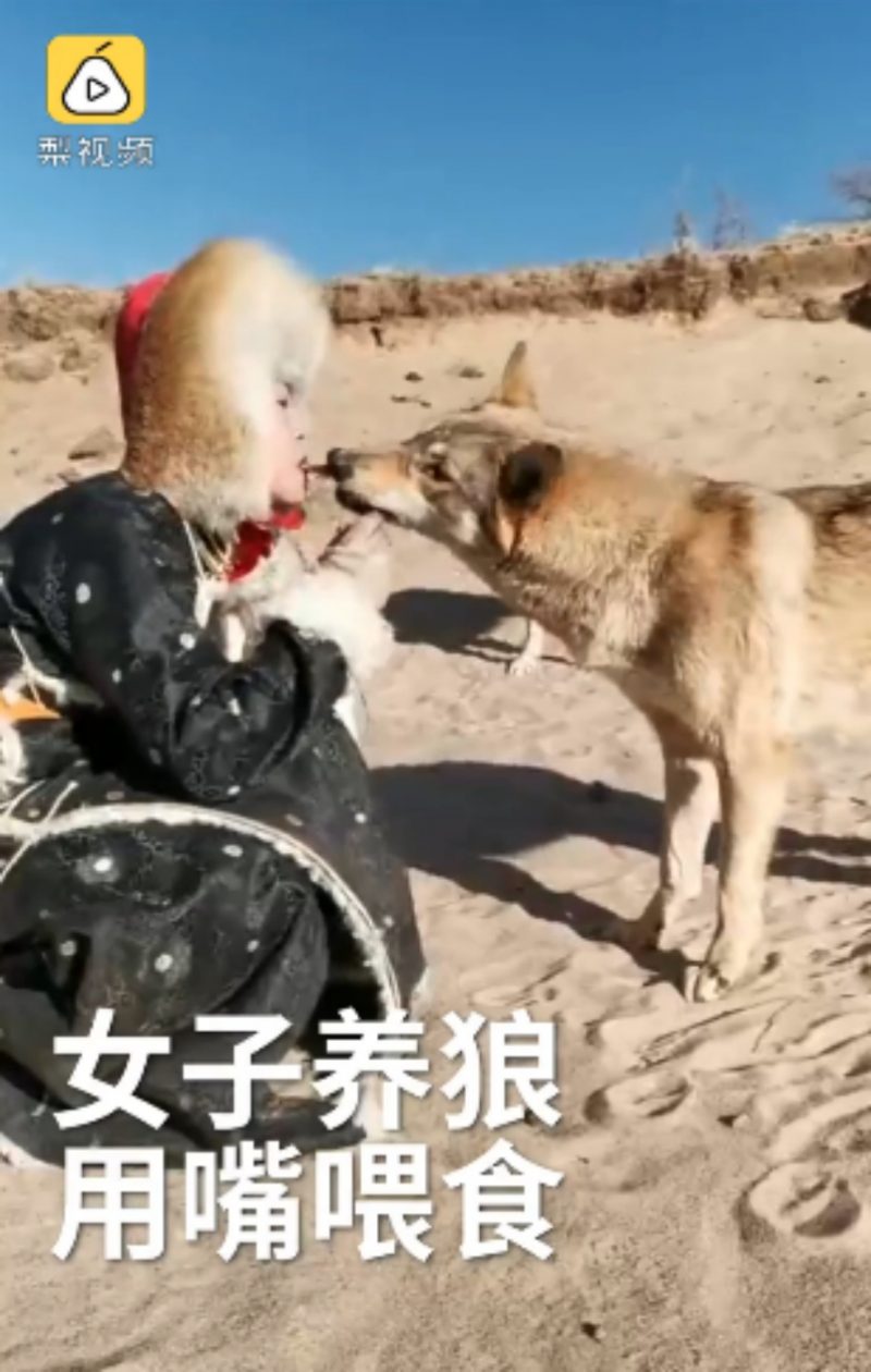 Meet China’s ‘Queen of Wolves’ Who Raised a Pack of 36 Wolves