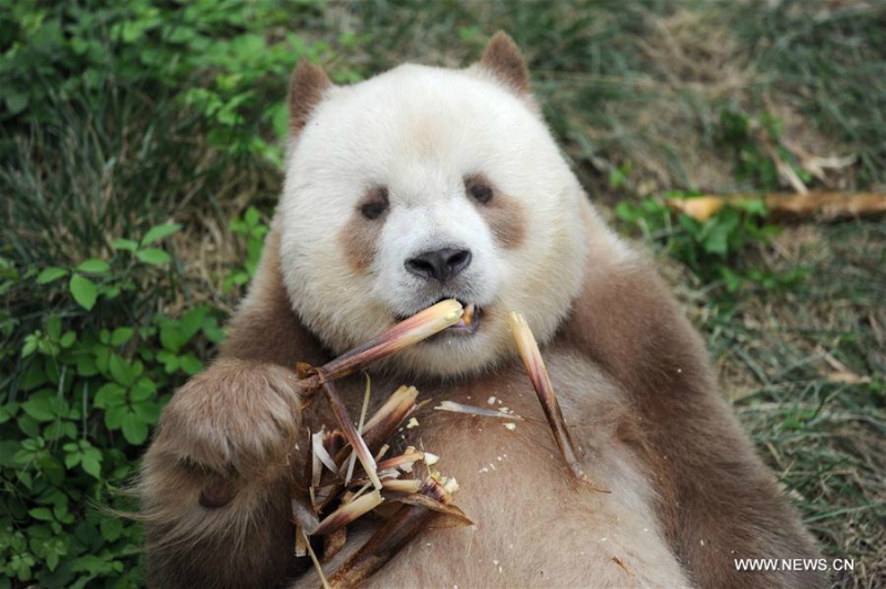 World’s Only Brown Panda Who Was Bullied as a Cub Finally Gets Adopted