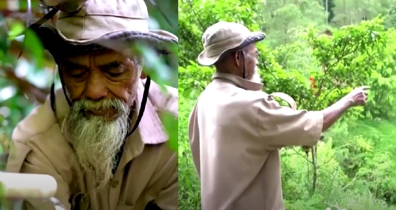 Indonesian Man Plants 11,000 Trees Over 24 Years to Create a New Forest ...