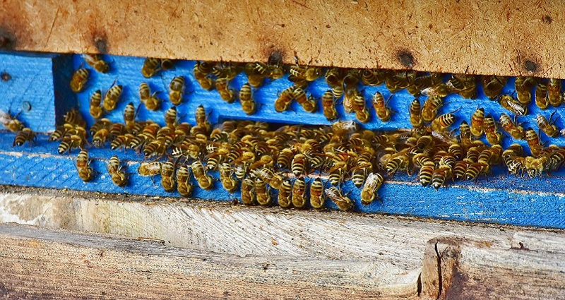Chinese Couple Keeps 10,000 Bees in Their Apartment, Neighbors Complain ...